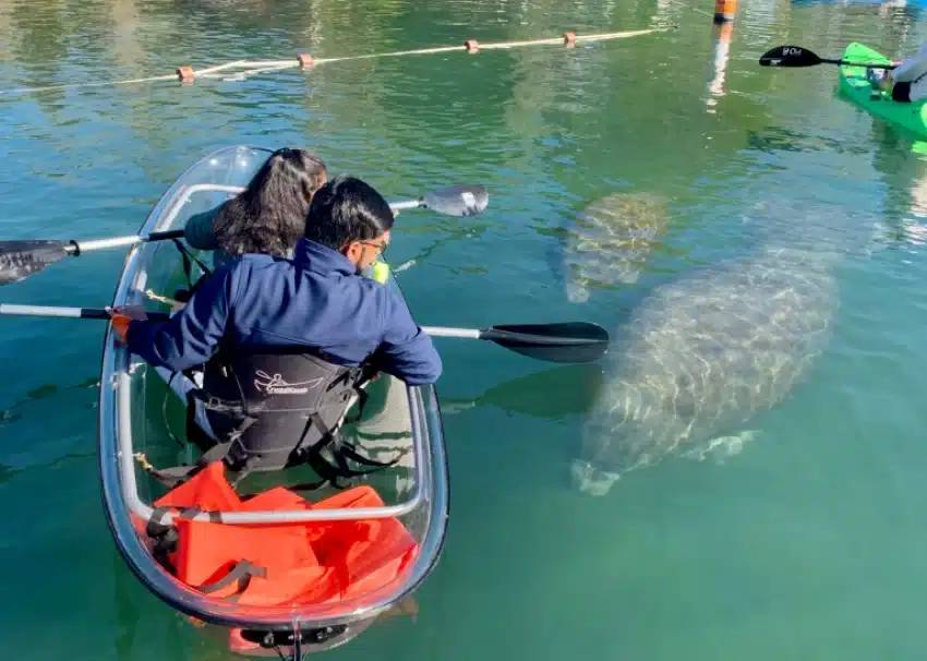 Crystal River Manatee Season Kayak Tour | Manatee Kayak Tours